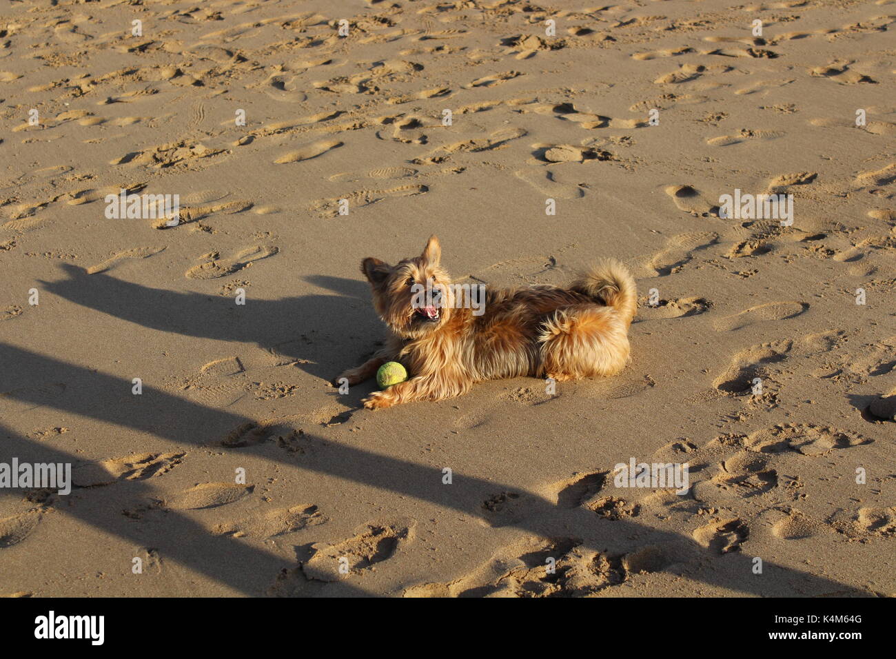 Yorkshire terrier dog on beach hi-res stock photography and images - Alamy
