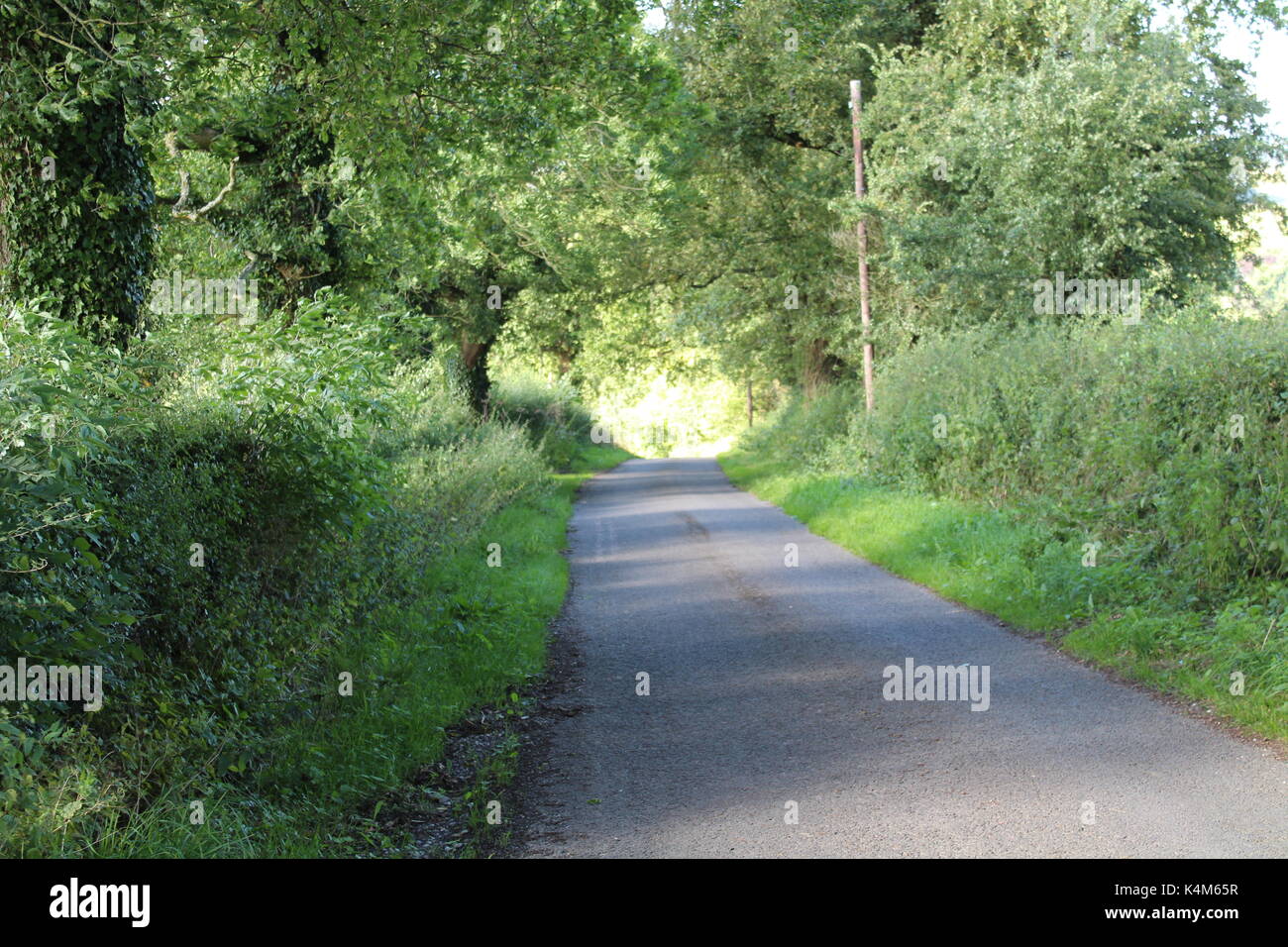 Lane in summer hi-res stock photography and images - Alamy