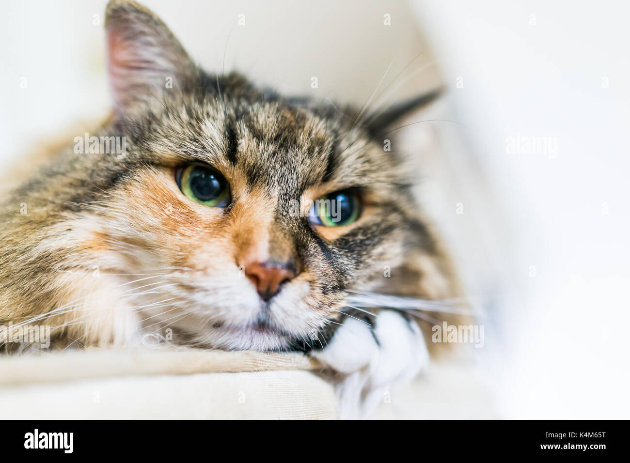 Macro closeup of sad maine coon calico cat face resting head on paws on ...