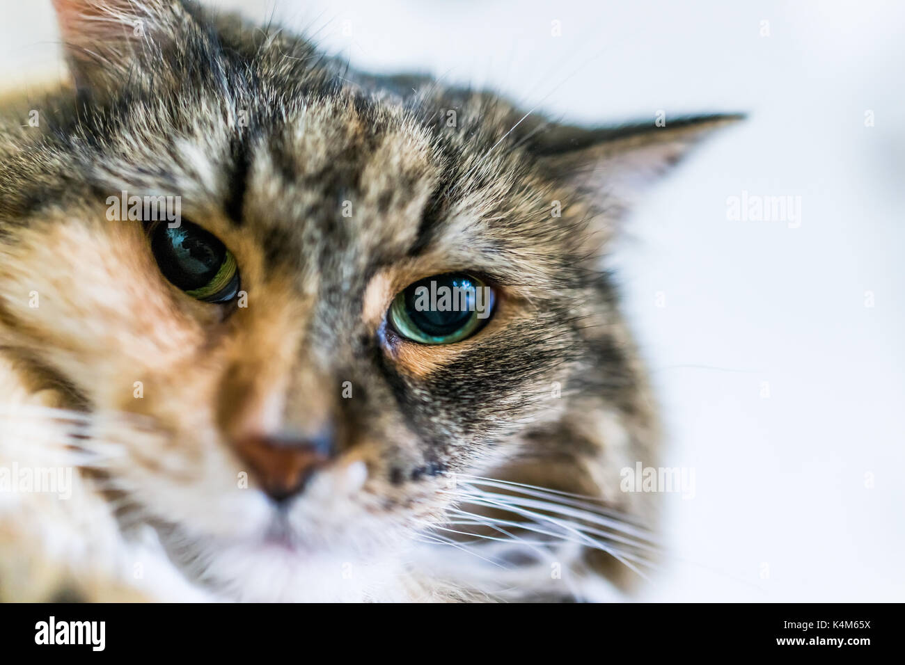 Macro closeup of scary maine coon calico cat face resting head on paws ...