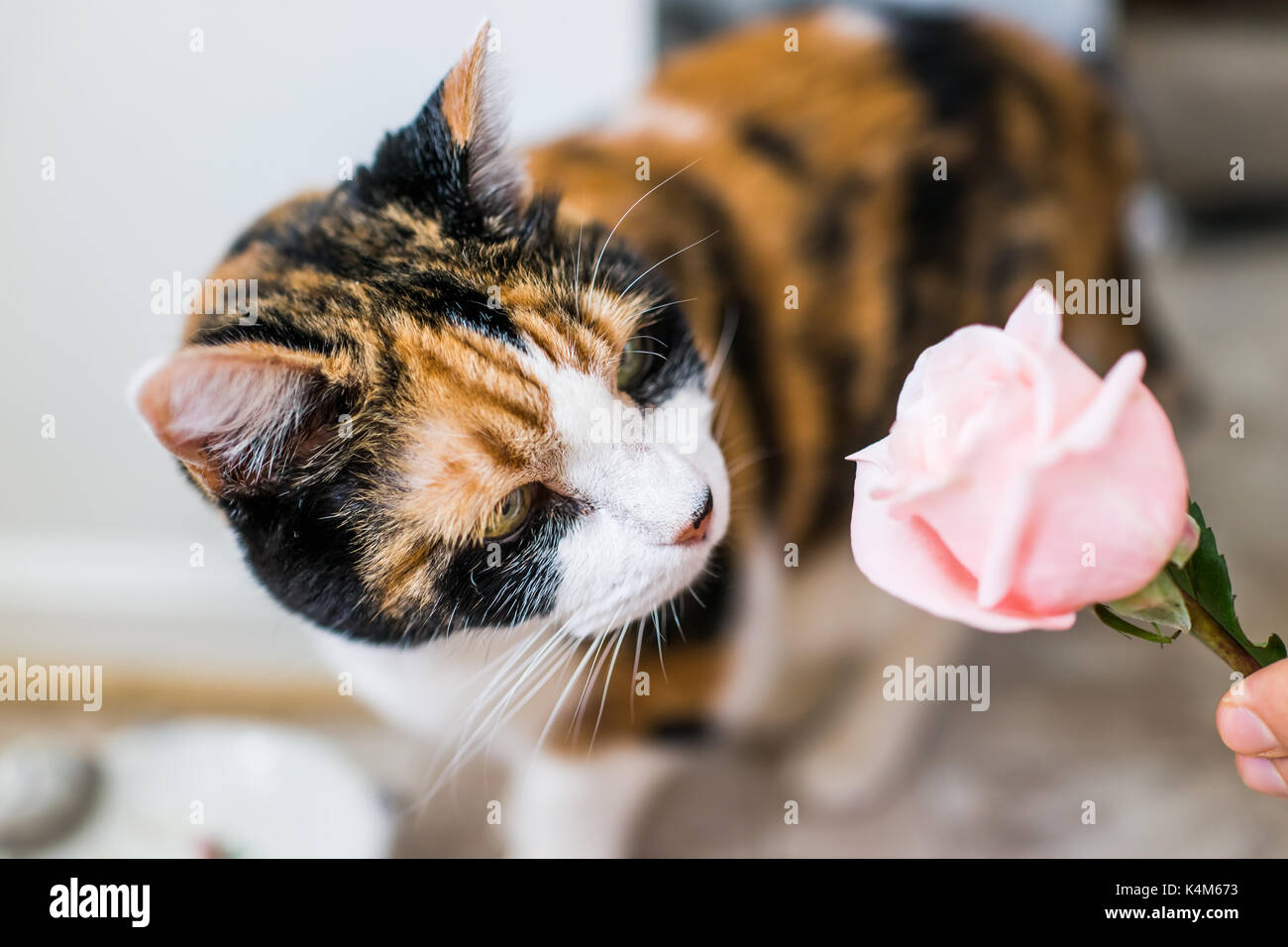 Closeup portrait of curious calico cat smelling sniffing pink rose ...