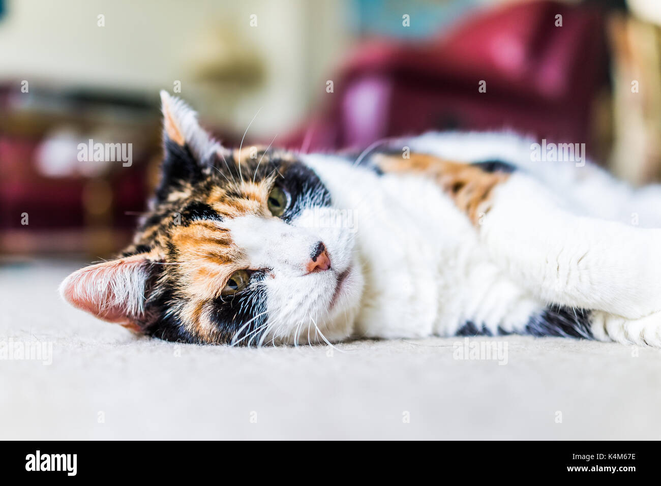 Closeup of calico cat face looking sad lying down on carpet sleepy in ...
