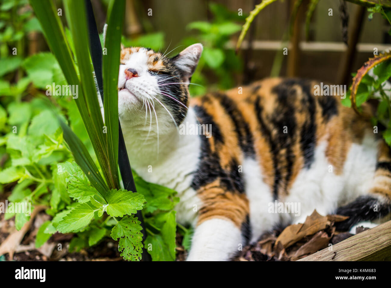 Catnip bed hi-res stock photography and images - Alamy