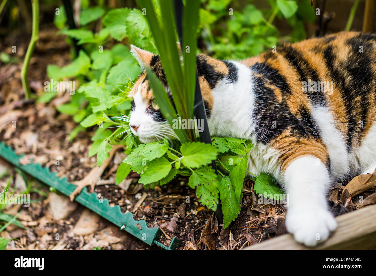 Catnip bed hi-res stock photography and images - Alamy