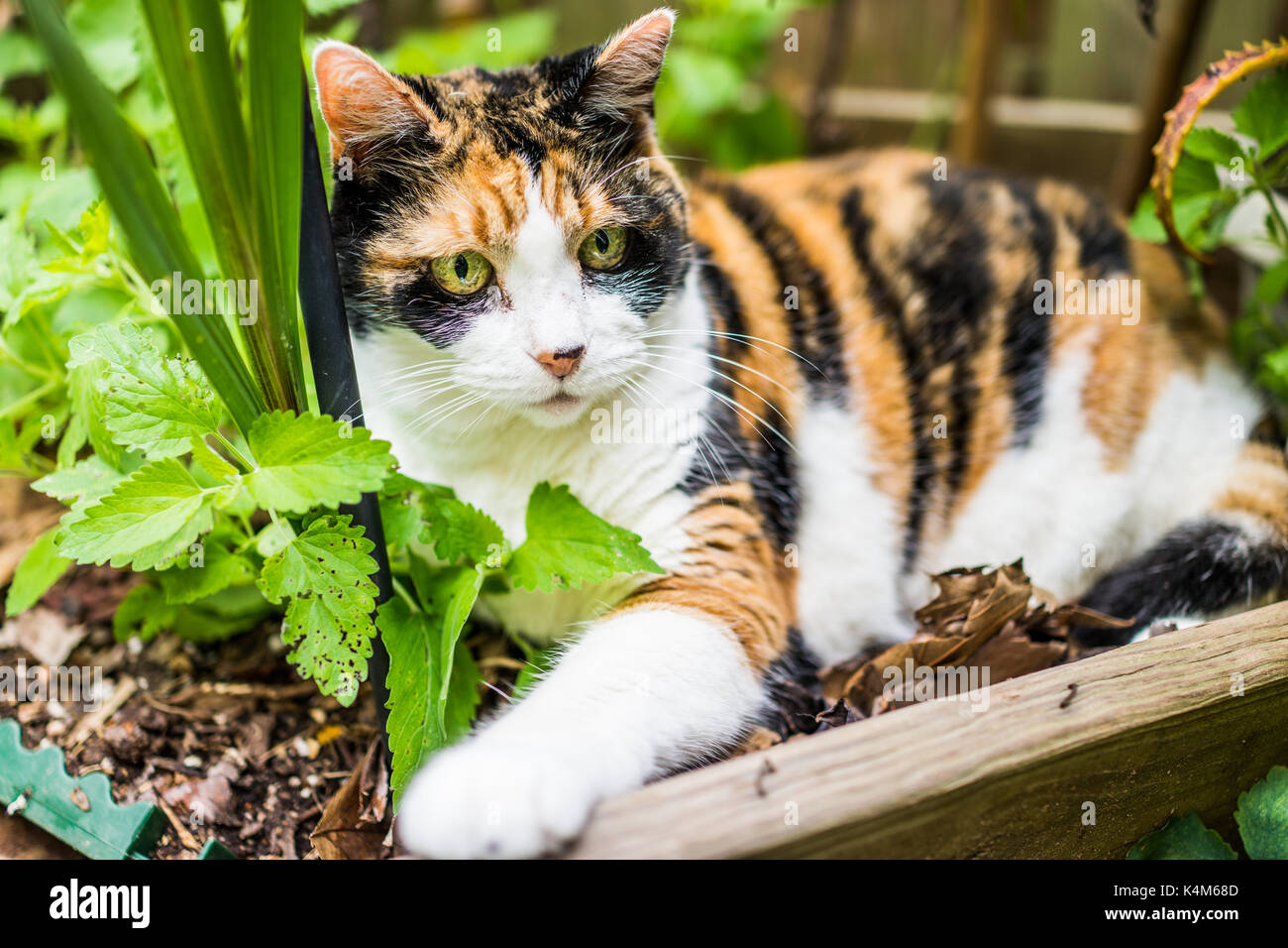 Happy cat lying down grass hi-res stock photography and images - Alamy
