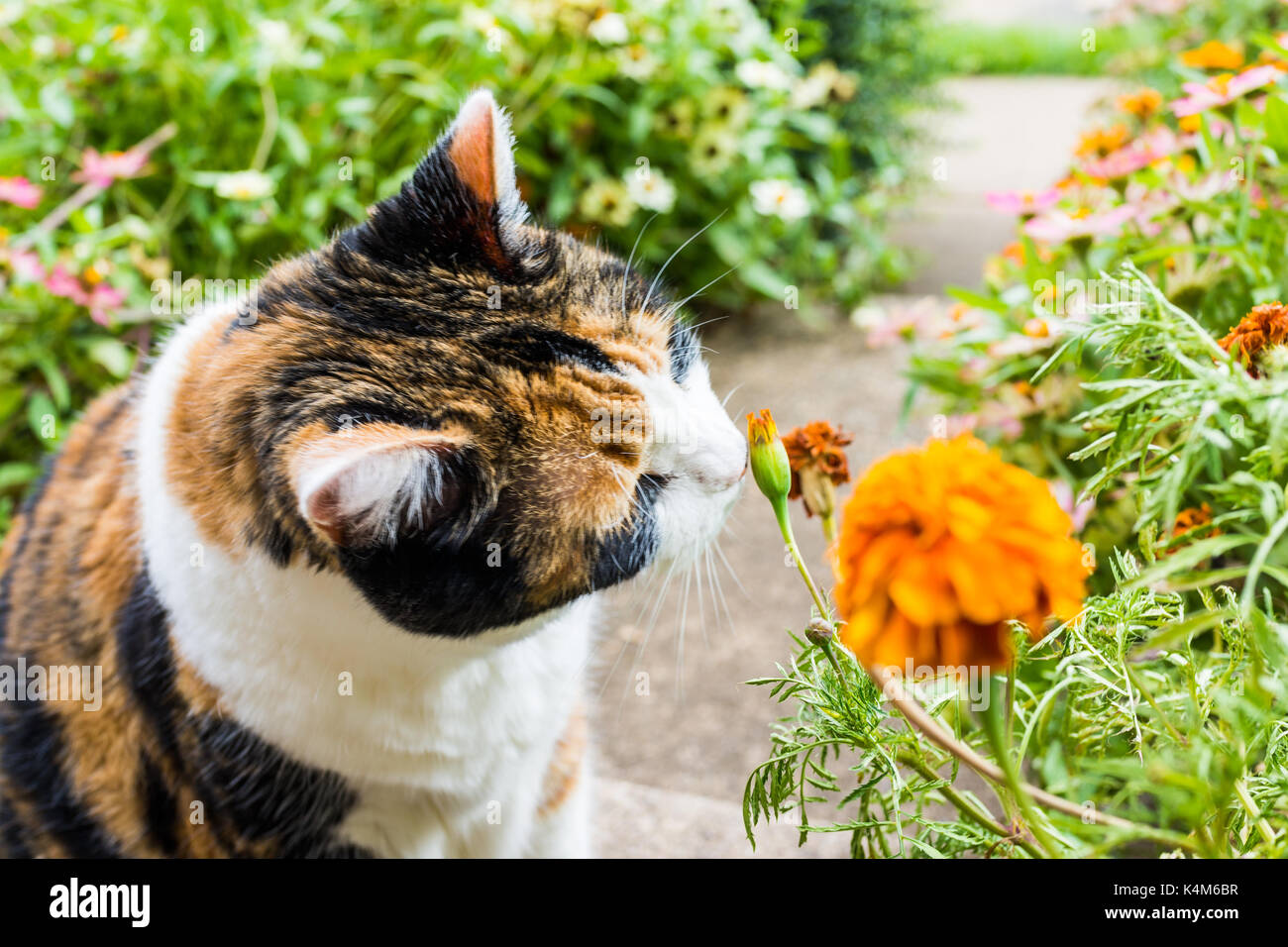 Calico Cats And Flowers