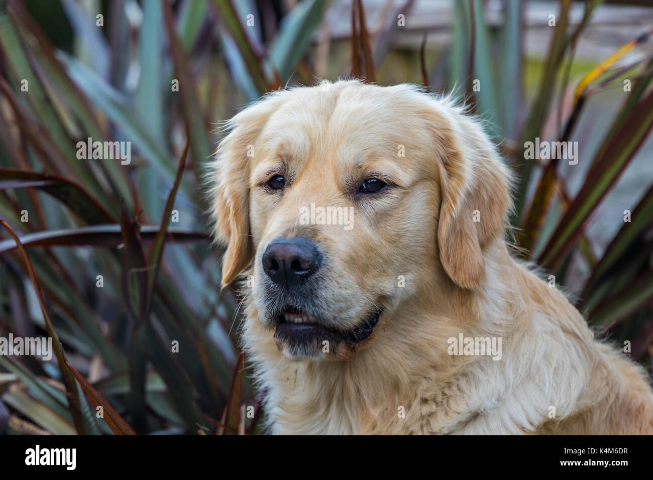 Portraits of pure breed Golden Retriever dogs Stock Photo - Alamy