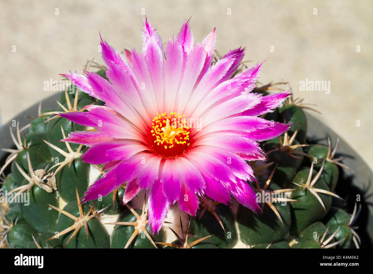 Macro of Pink cactus flower is bloom in the botanic garden Stock Photo ...