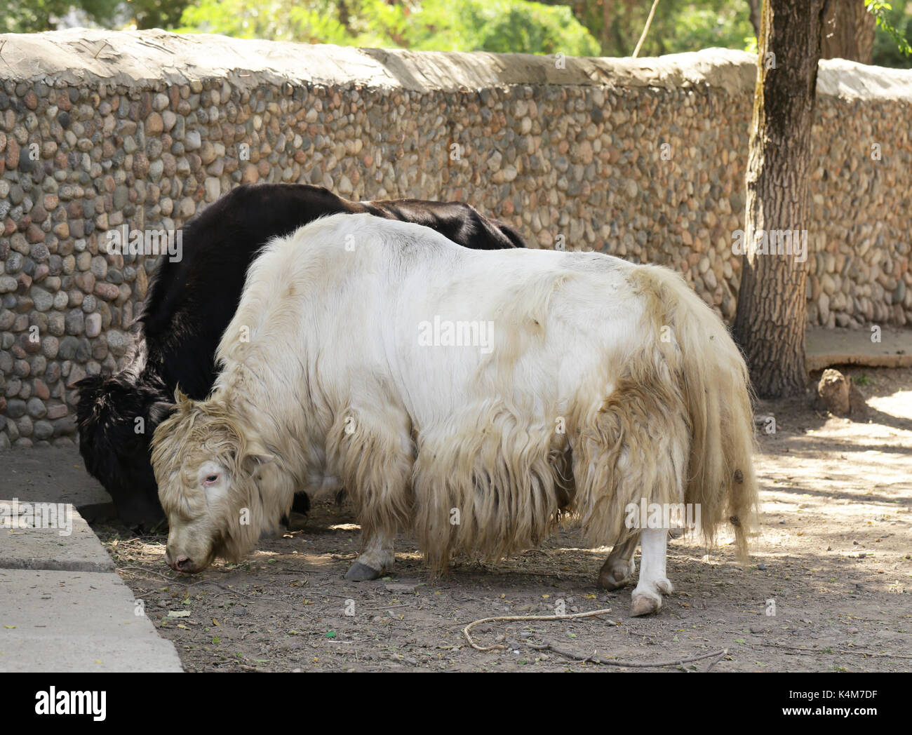 Portrait of a wild big bull yak Stock Photo - Alamy