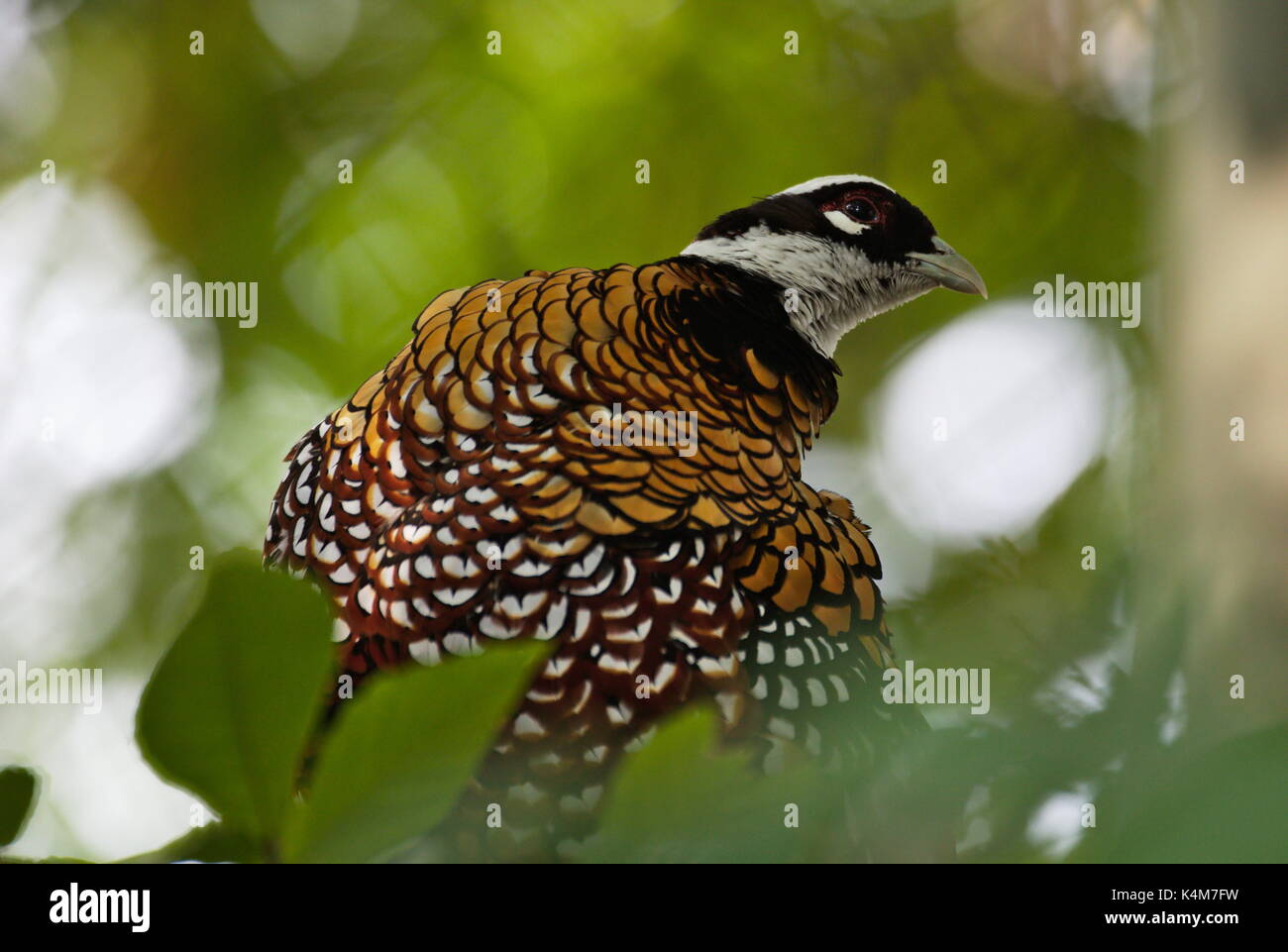 Reeves's pheasant (Syrmaticus reevesii Stock Photo - Alamy