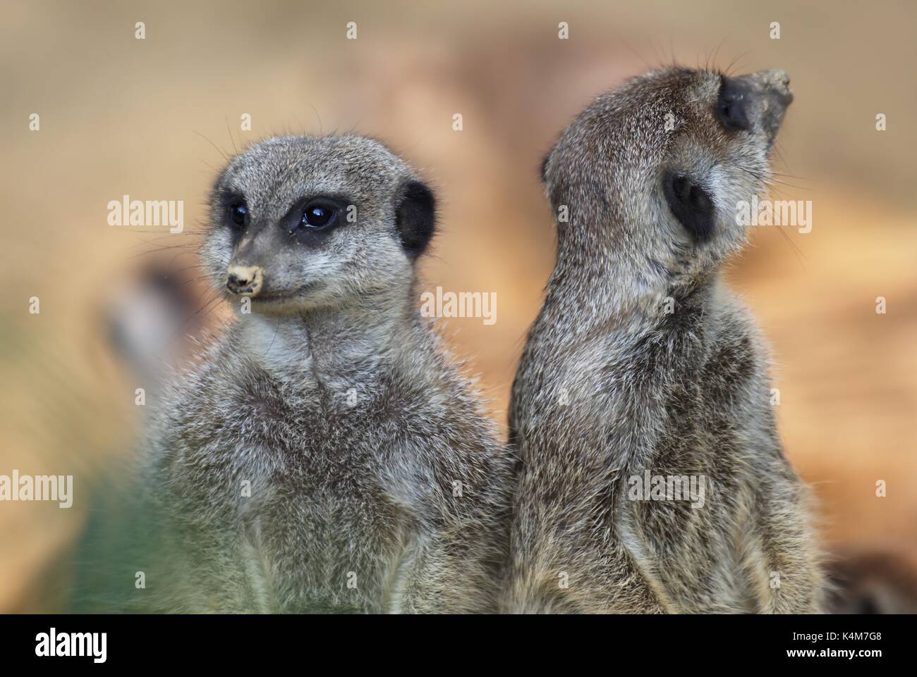 Adorable suricatta hi-res stock photography and images - Alamy