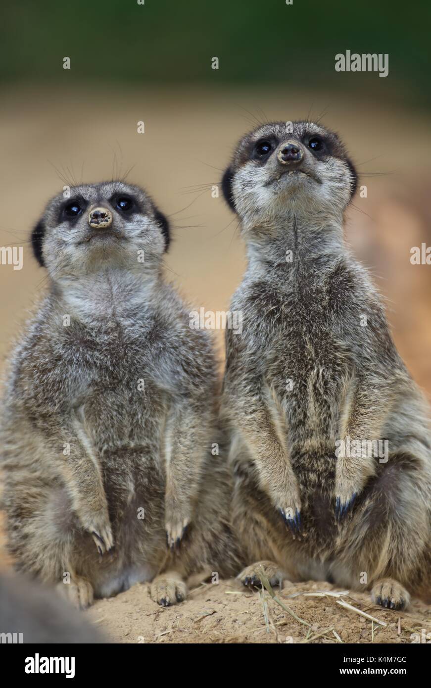Observant Animal High Resolution Stock Photography and Images - Alamy