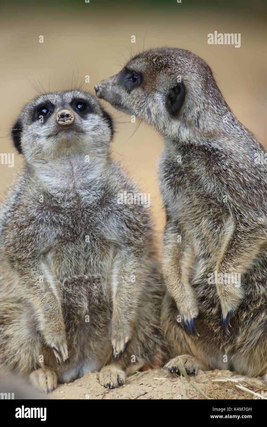 Wild Animal Community