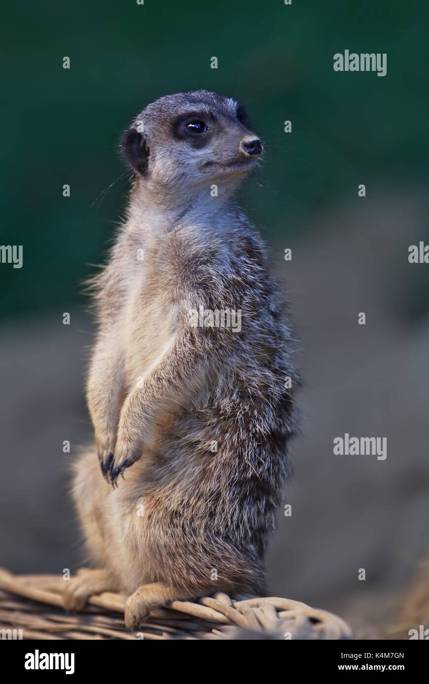Alertness hi-res stock photography and images - Alamy