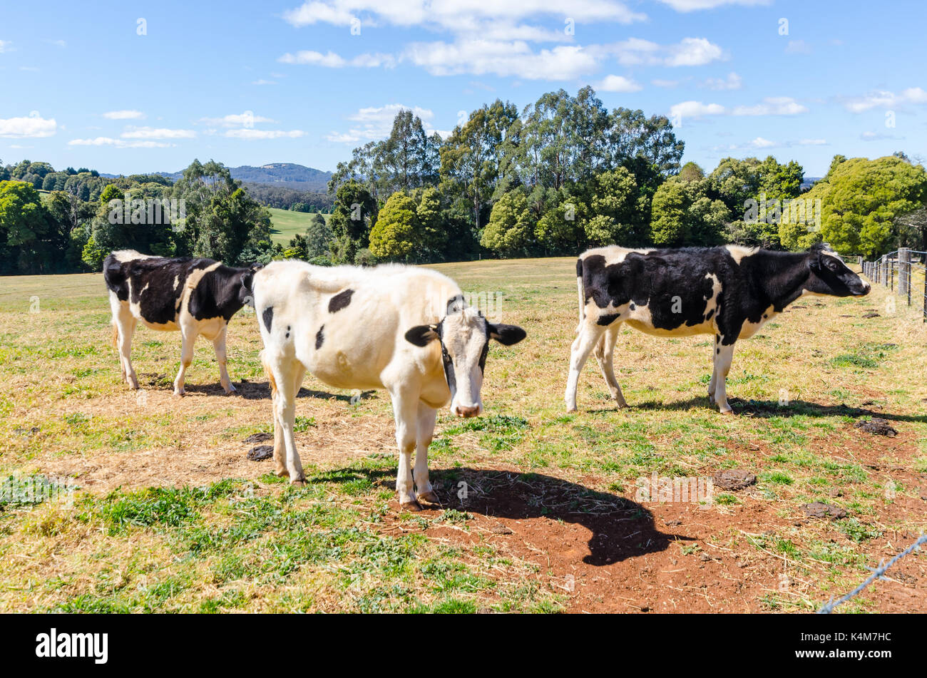Cattle on rural property in Wildes Meadow New South Wales Australia ...