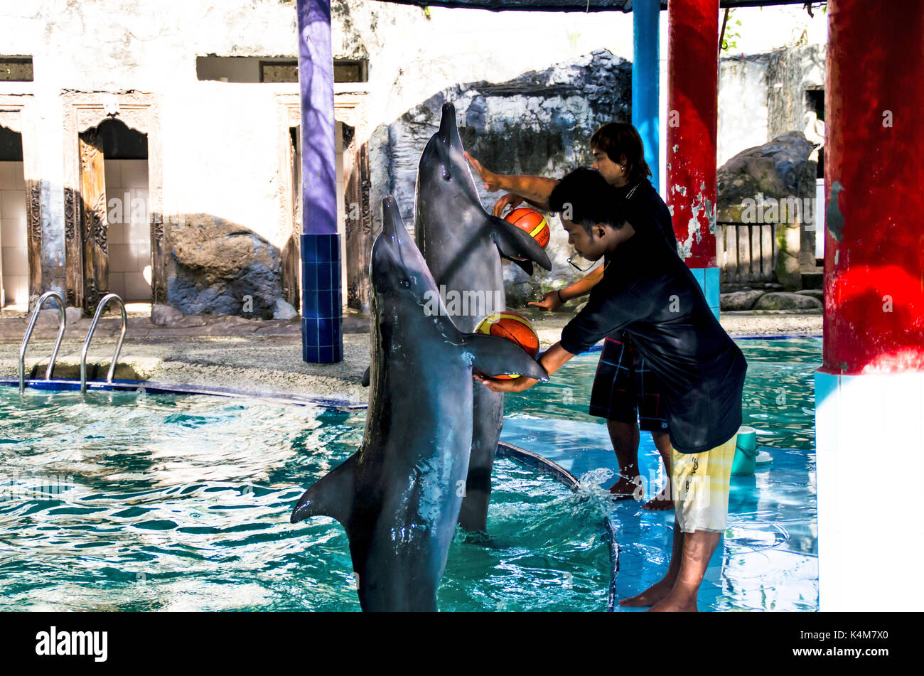 Dolphin looking at camera ocean hi-res stock photography and images - Alamy
