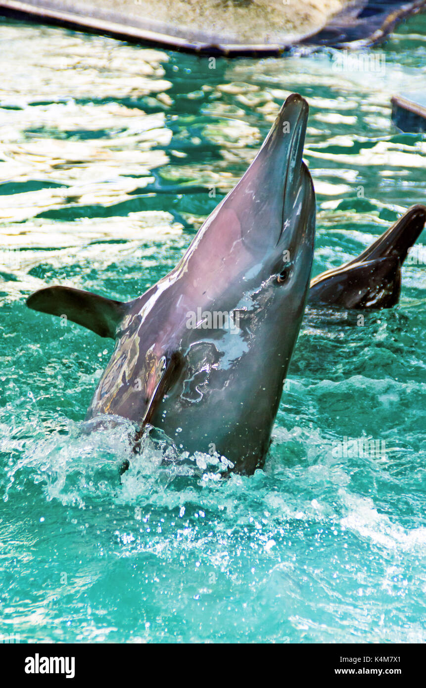 Dolphin looking at camera ocean hi-res stock photography and images - Alamy