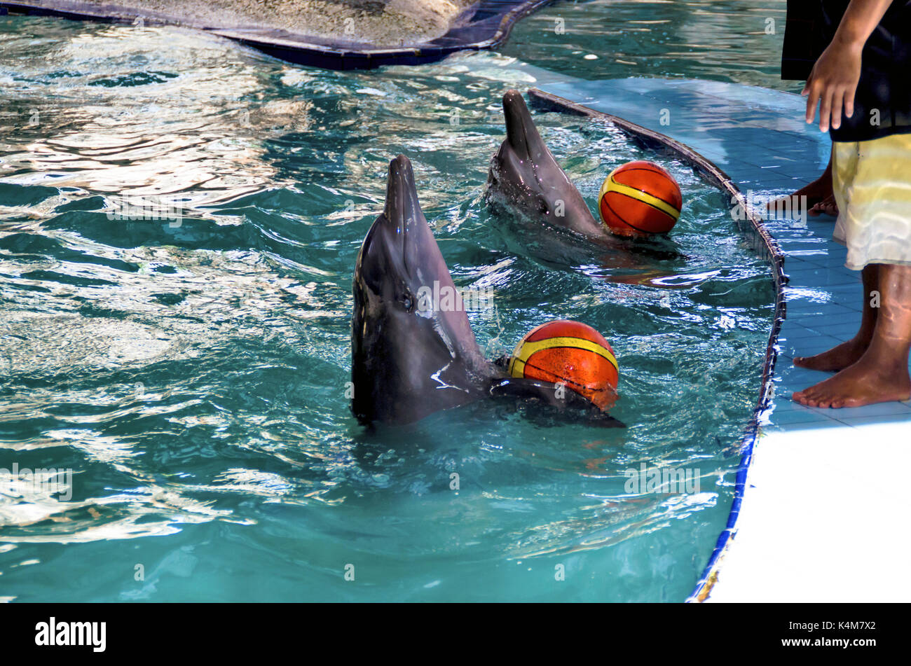 Dolphin looking at camera ocean hi-res stock photography and images - Alamy