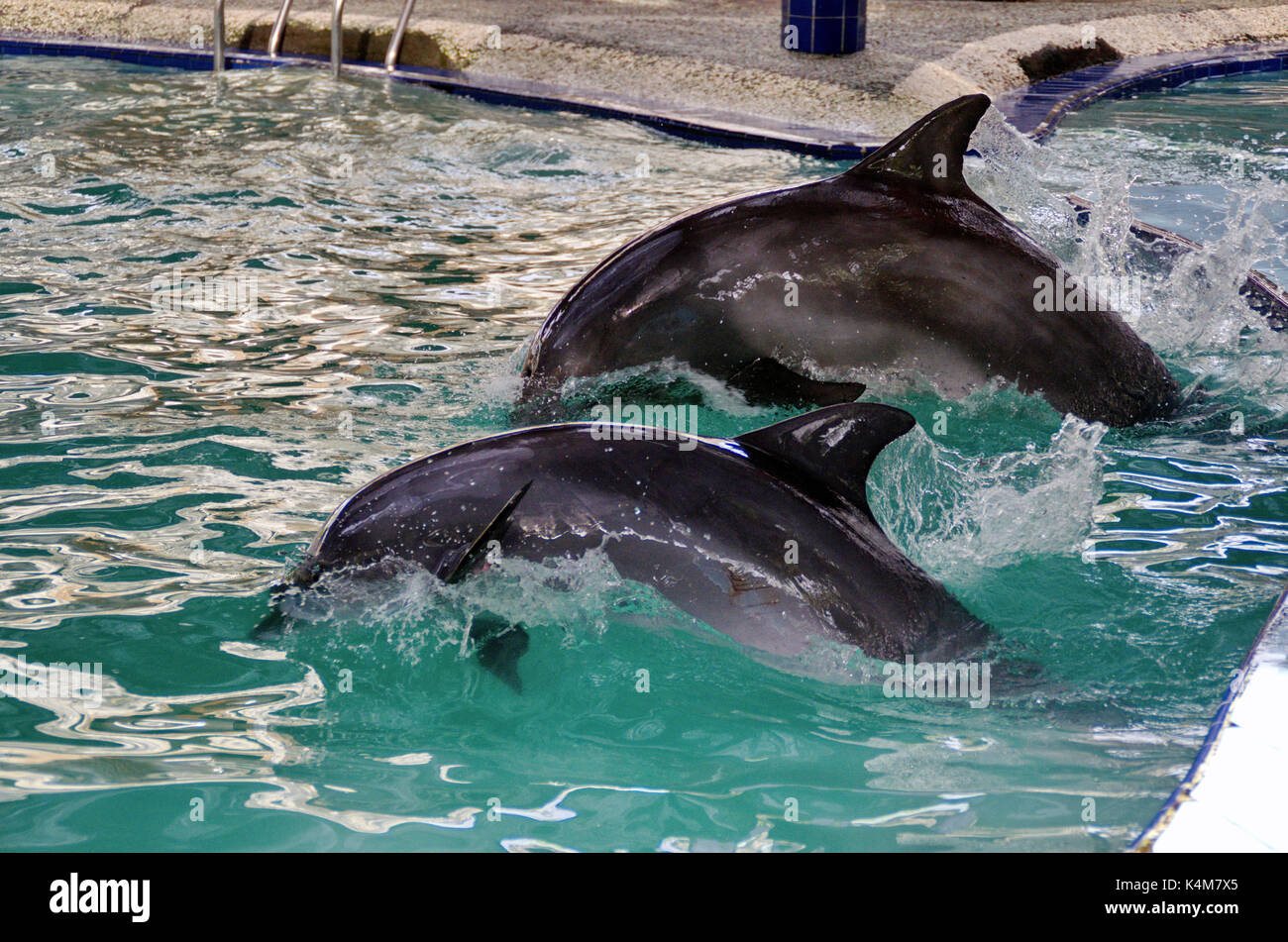 Dolphin looking at camera ocean hi-res stock photography and images - Alamy