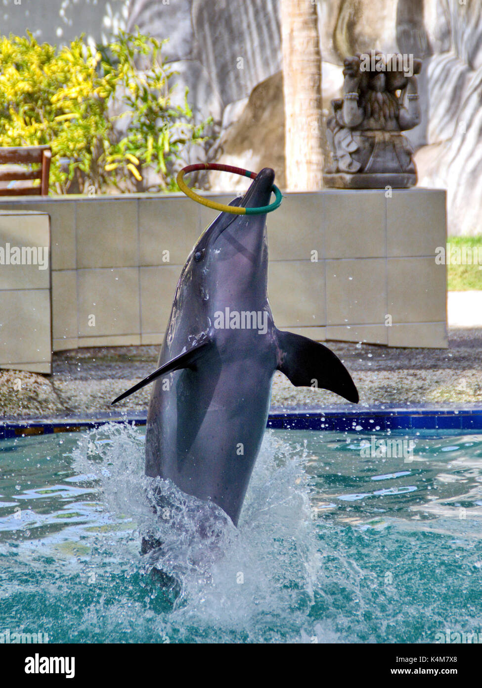 Dolphin looking at camera ocean hi-res stock photography and images - Alamy