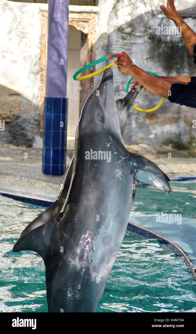 Dolphin looking at camera hi-res stock photography and images - Alamy