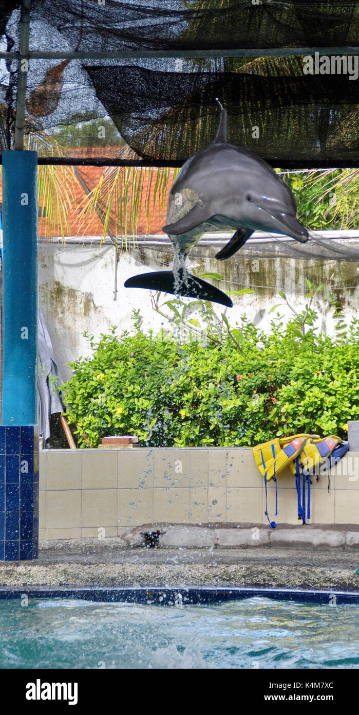 Dolphin looking at camera ocean hi-res stock photography and images - Alamy
