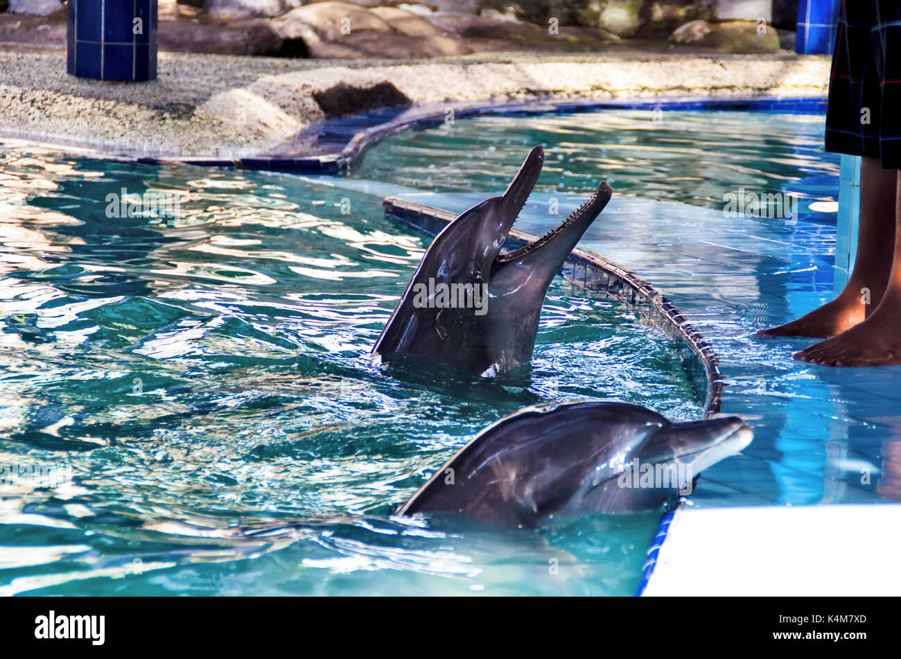 Dolphin looking at camera ocean hi-res stock photography and images - Alamy