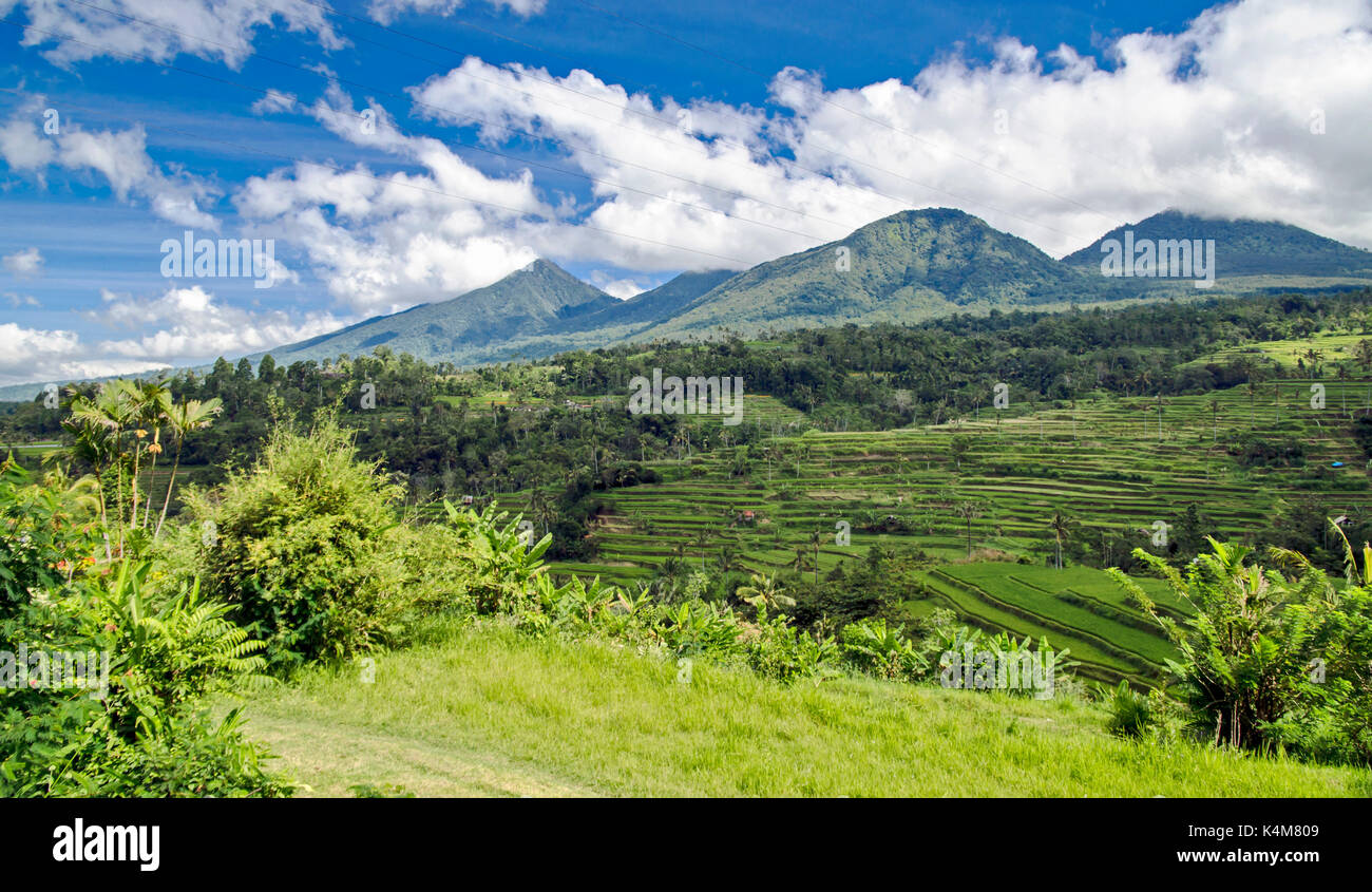 Rice terraces in Bali Stock Photo - Alamy