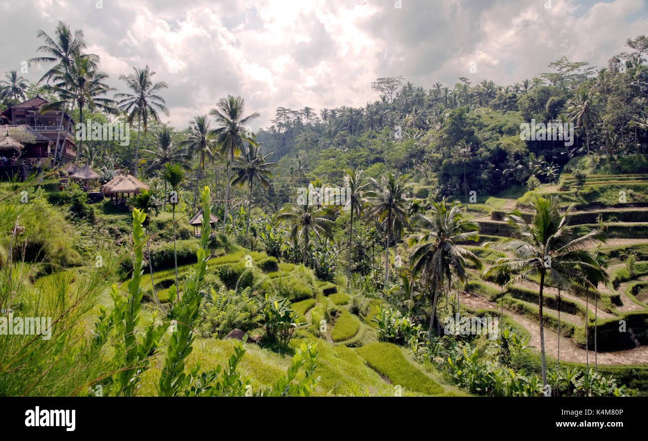 Rice terraces in Bali Stock Photo - Alamy