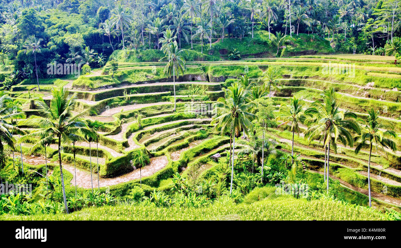 Rice terraces in Bali Stock Photo - Alamy