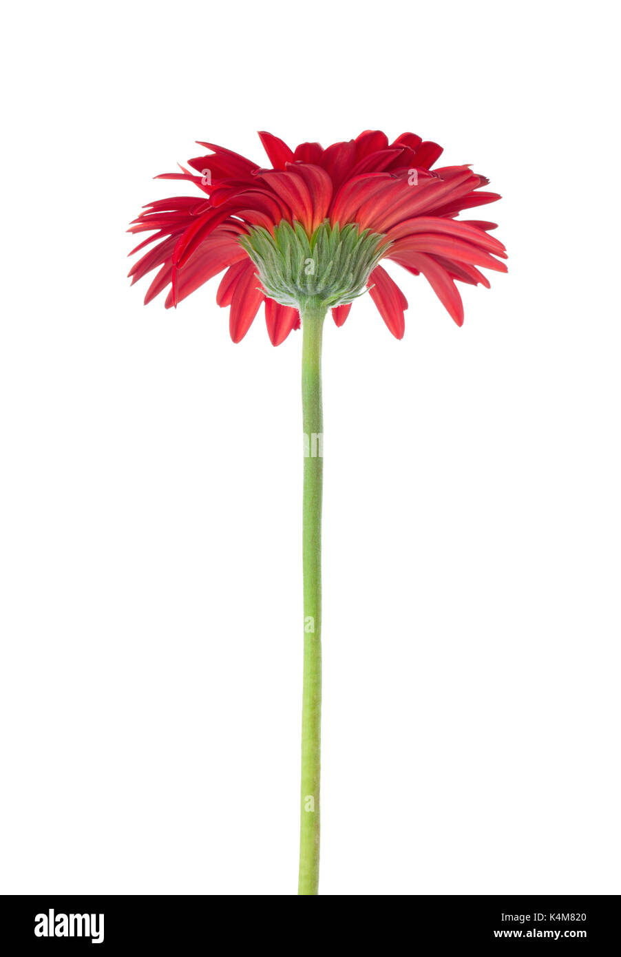 Red Gerbera isolated on white background Stock Photo - Alamy