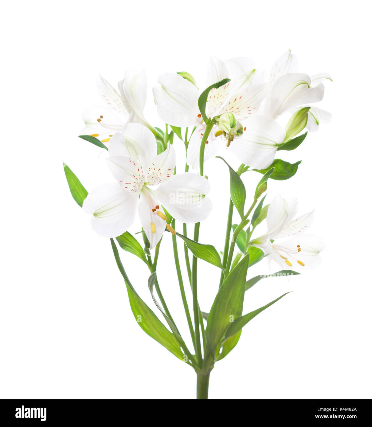 White Alstroemeria flowers isolated on white background Stock Photo - Alamy