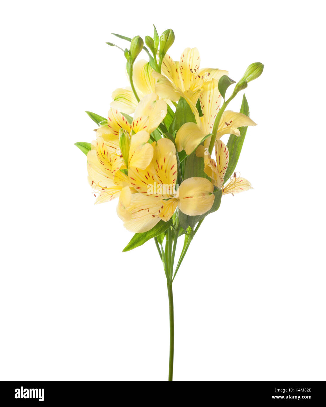 Yellow Alstroemeria isolated on white background Stock Photo - Alamy
