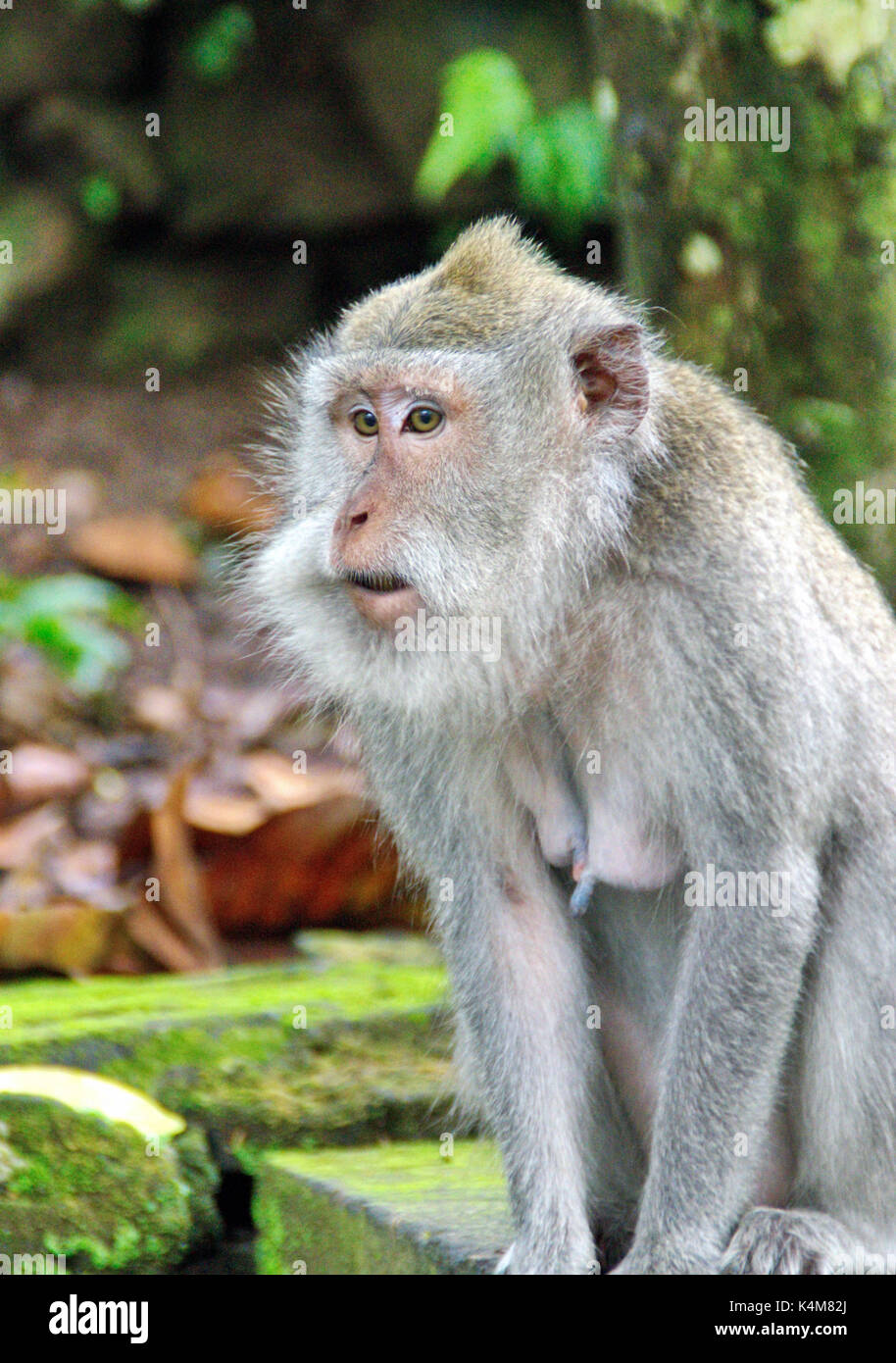 Ubud wildlife hi-res stock photography and images - Alamy