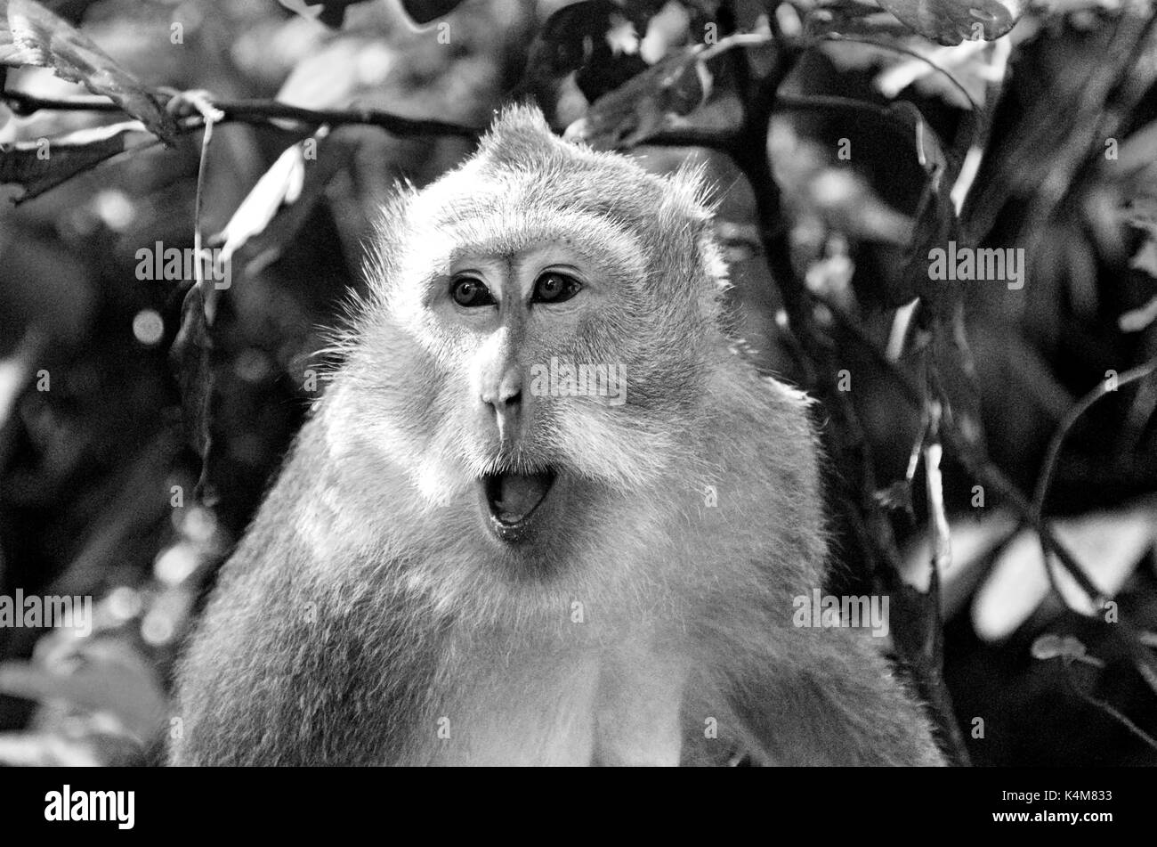 Macaque monkeys Black and White Stock Photos & Images - Alamy