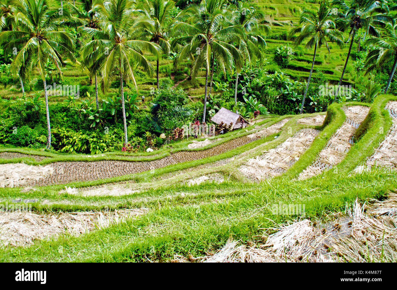 Rice terraces of Ubud, Bali, Indonesia Stock Photo - Alamy