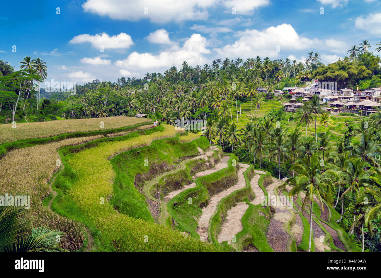 Rice terraces of Ubud, Bali, Indonesia Stock Photo - Alamy