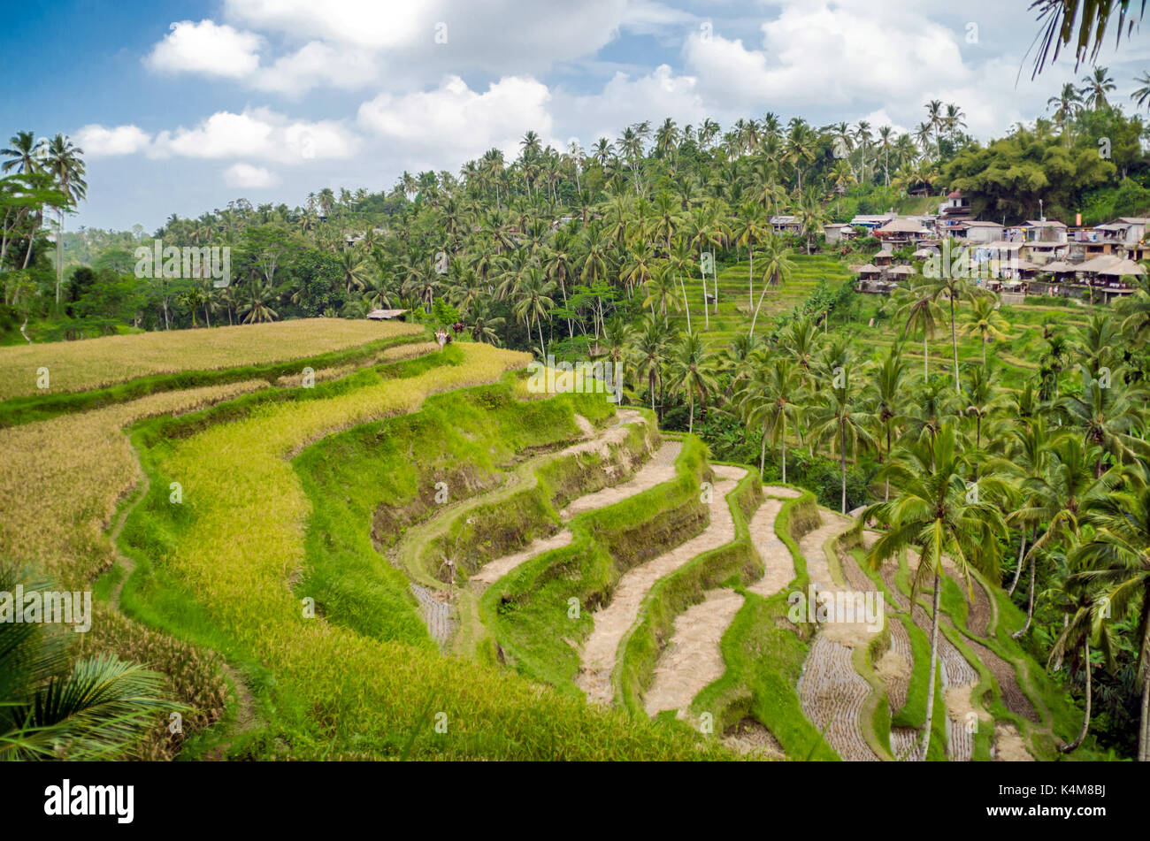 Rice terraces of Ubud, Bali, Indonesia Stock Photo - Alamy