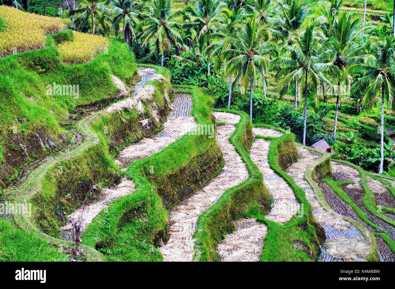 Rice terraces of Ubud, Bali, Indonesia Stock Photo - Alamy
