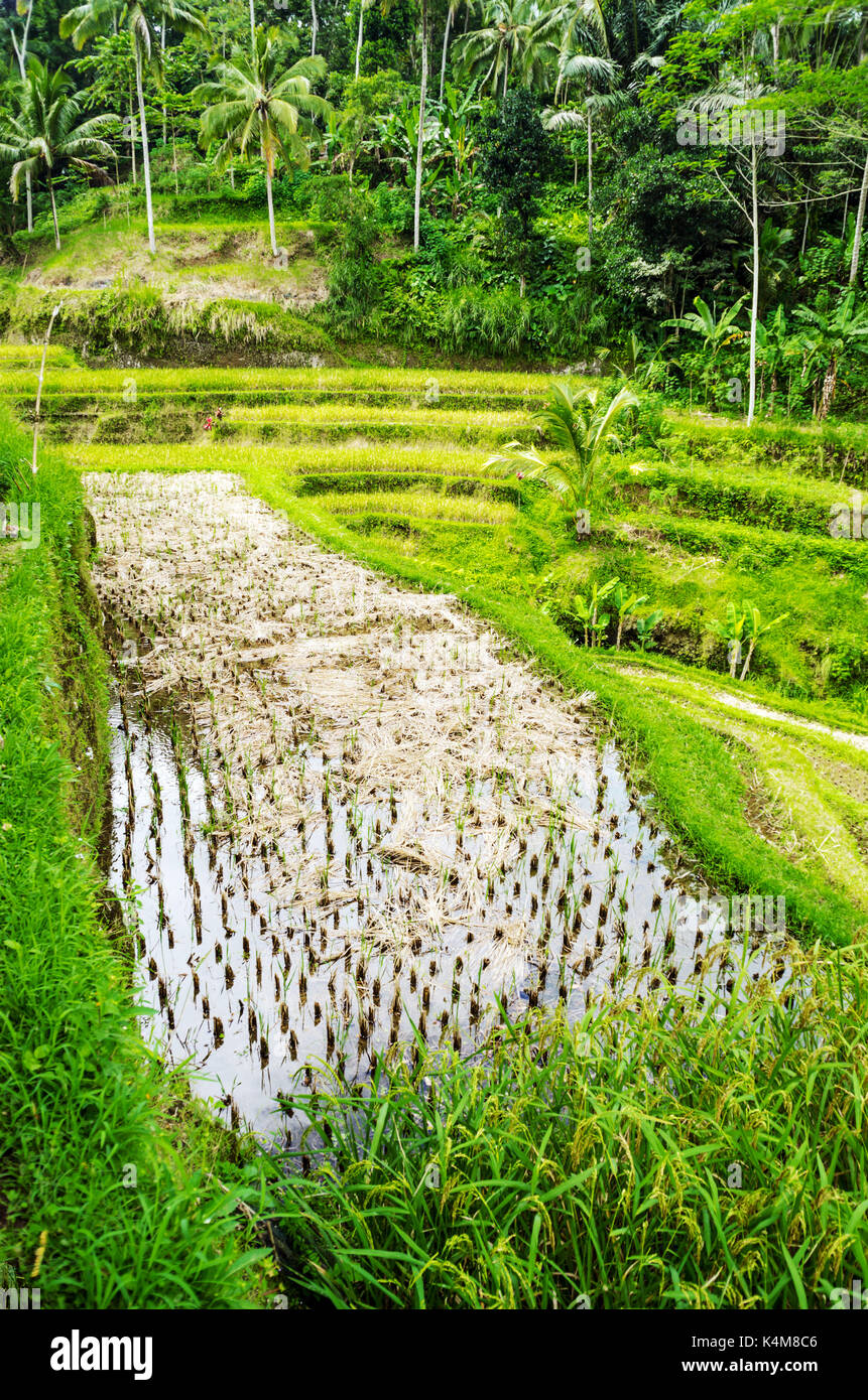 Rice terraces of Ubud, Bali, Indonesia Stock Photo - Alamy