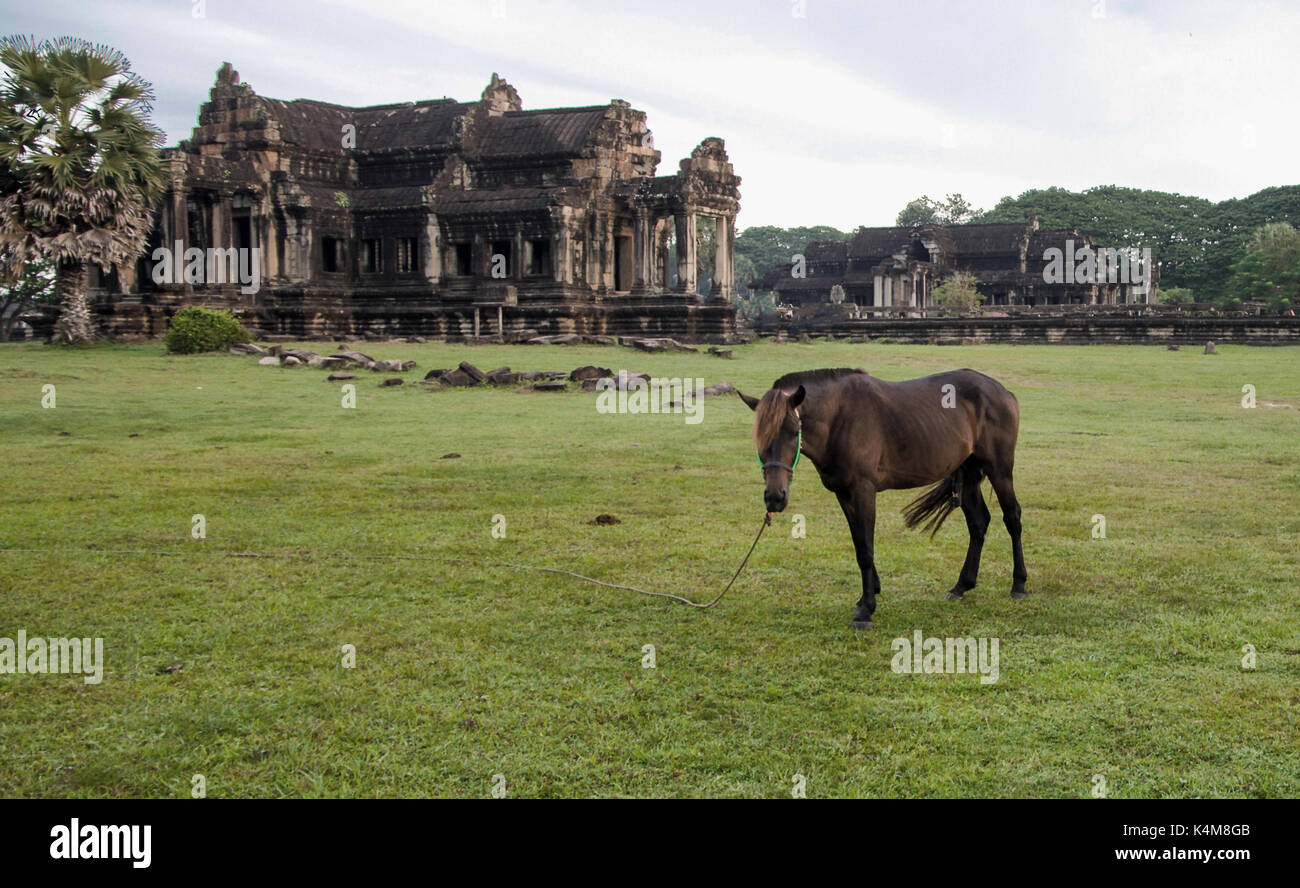 Ancient library in Angkor Wat Temple and horse on the front, Cambodia ...