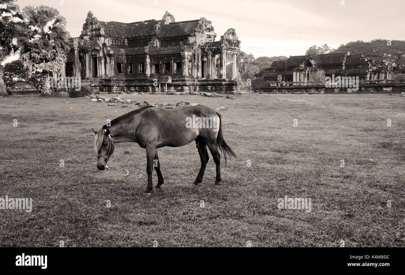 Ancient library in Angkor Wat Temple and horse on the front, Cambodia ...