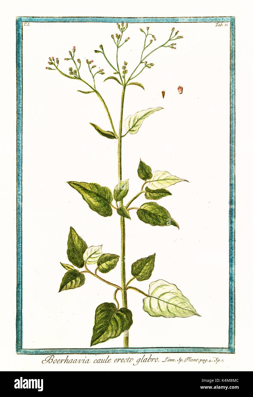 Old illustration of Boerhaavia caule erecto glabro. By G. Bonelli on ...