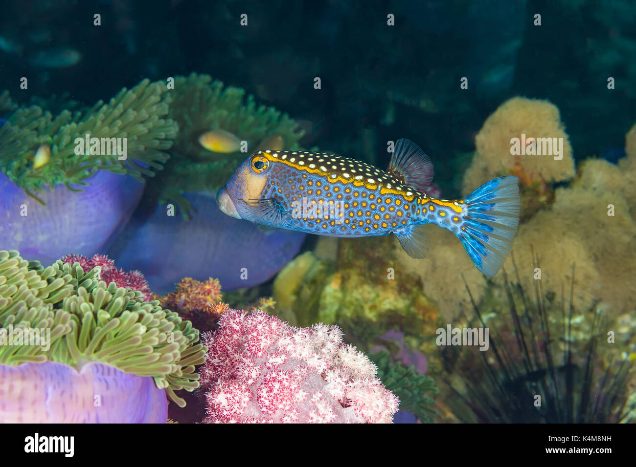 Blue spotted boxfish hi-res stock photography and images - Alamy