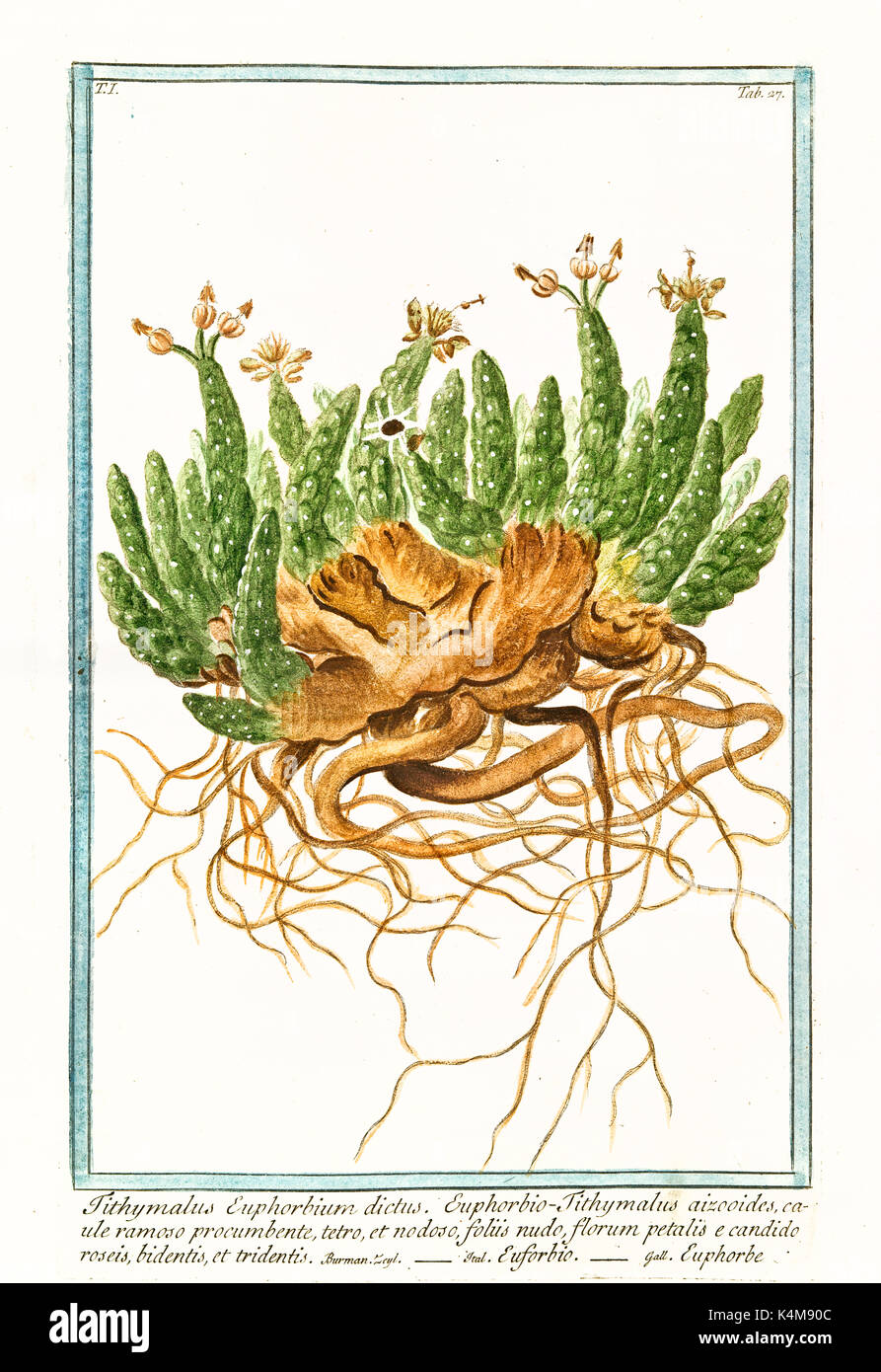 Euphorbium hi-res stock photography and images - Alamy