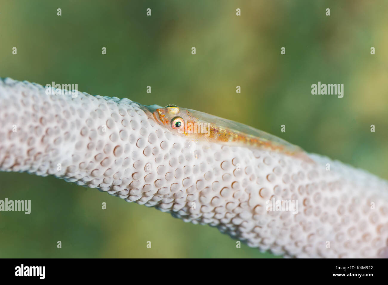 Whip Goby on Gorgonian Coral in the coral reef Stock Photo - Alamy