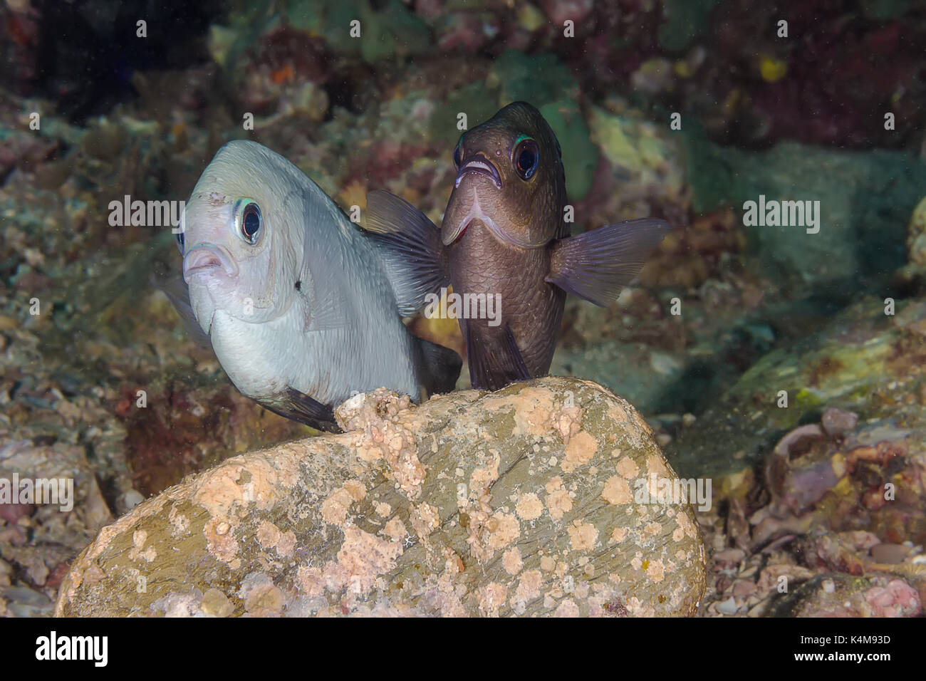 Black Damsel (Neoglyphidodon melas) mating and lay their adhesive eggs ...