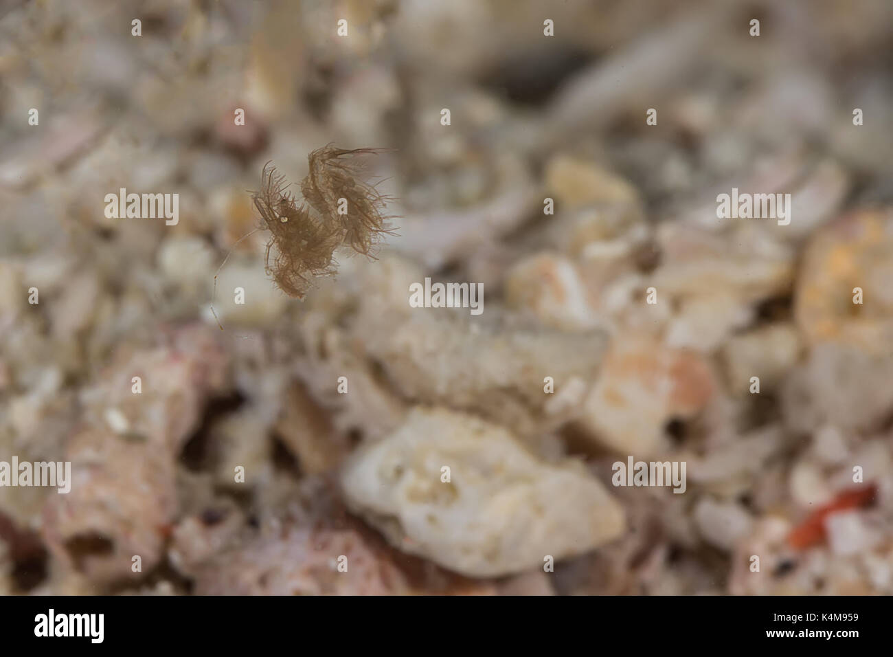 very tiny hairy shrimp (phycocaris simulans Stock Photo - Alamy