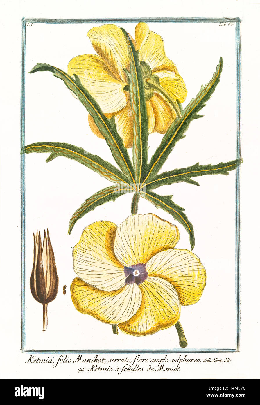 Aibika leaves hi-res stock photography and images - Alamy