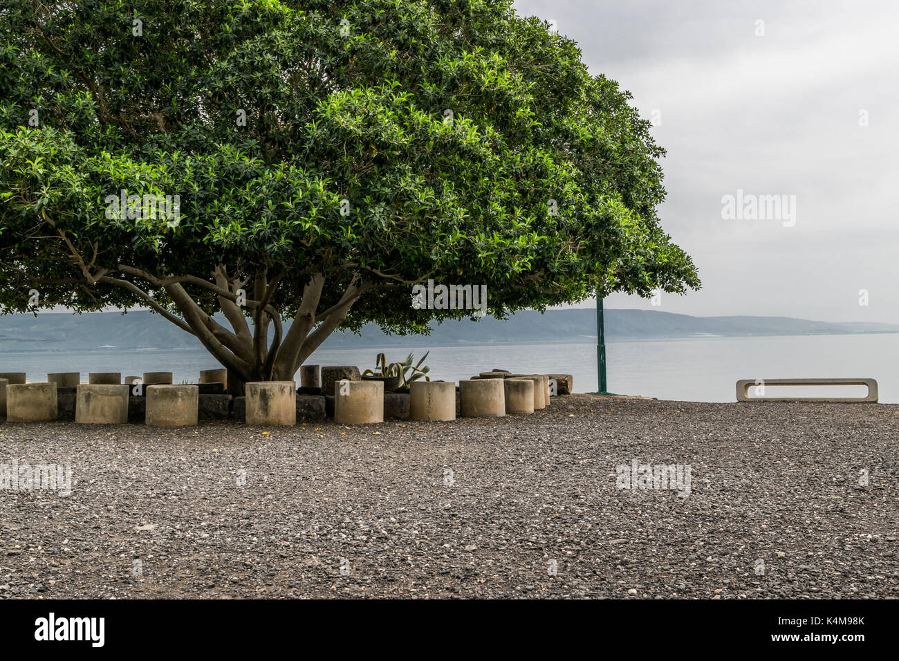 Sea of Galilee with tree Stock Photo - Alamy
